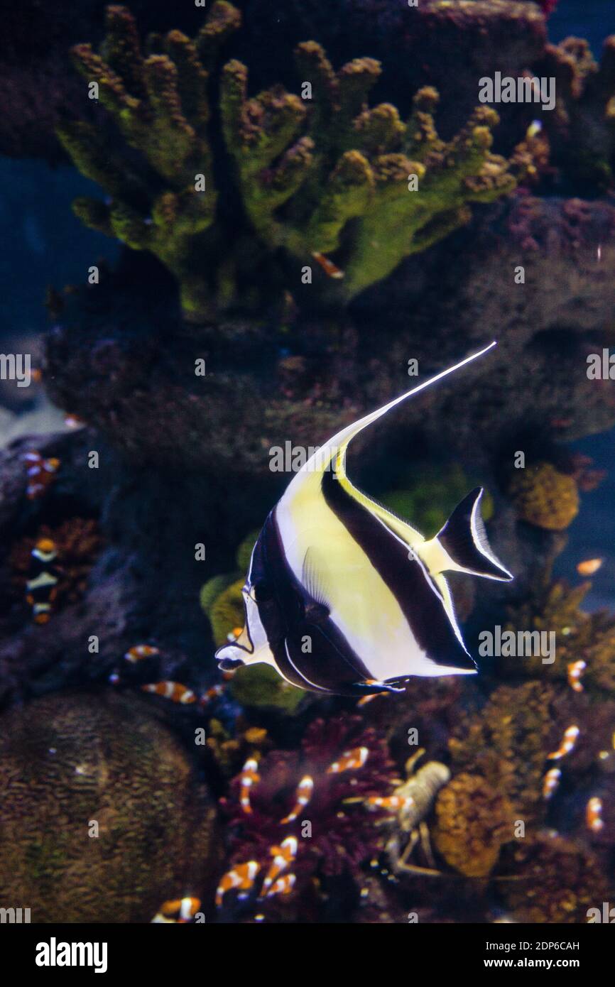 A shot of beautiful zebrafish - undersea life Stock Photo - Alamy
