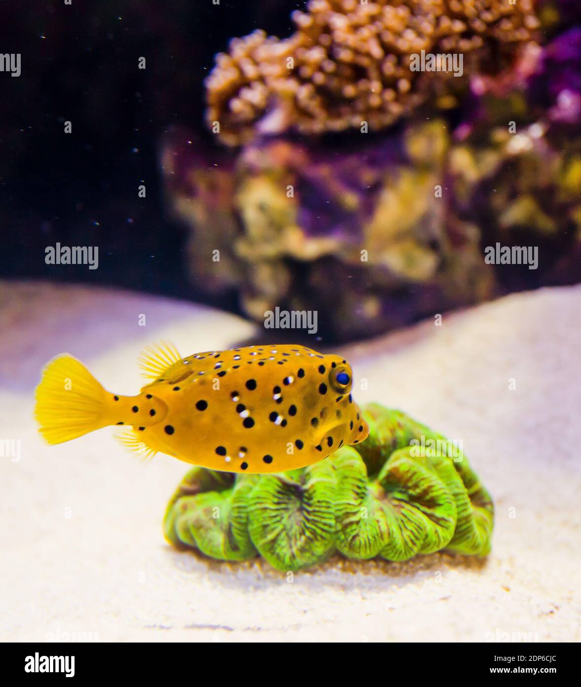 Boxfishes hi-res stock photography and images - Alamy