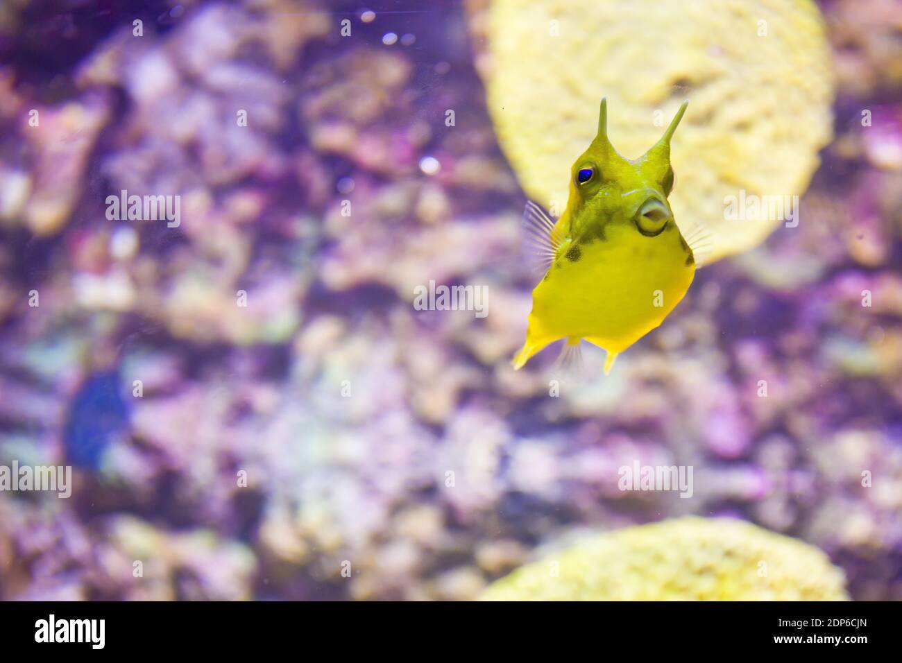 Boxfishes hi-res stock photography and images - Alamy