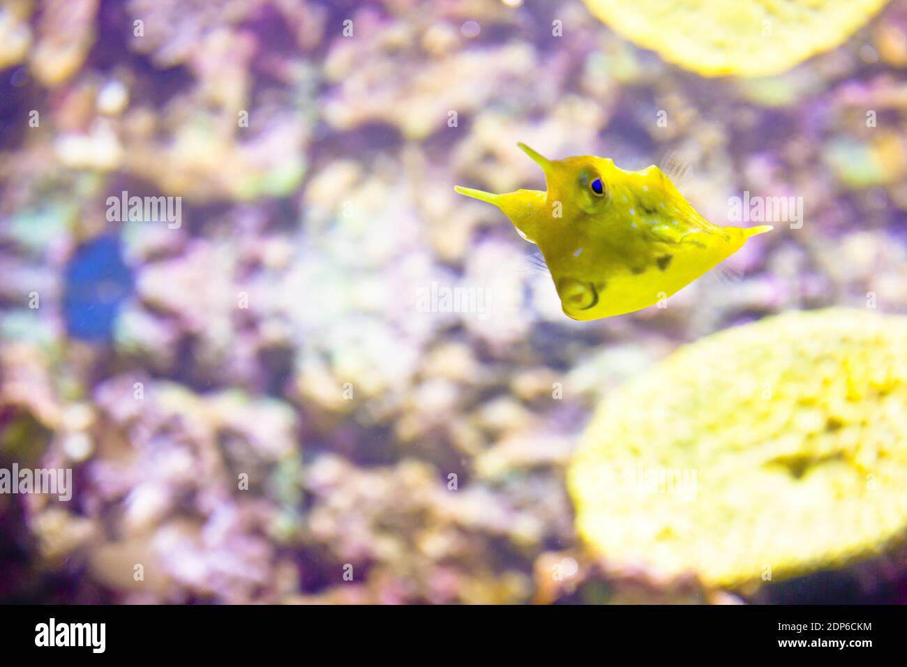 Boxfishes hi-res stock photography and images - Alamy