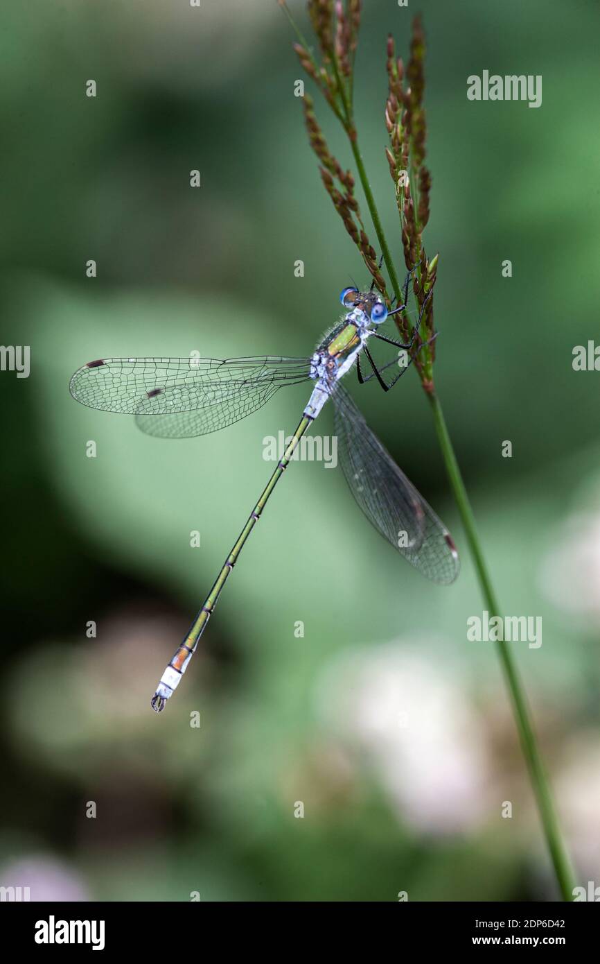 Emerald Damselfly Lestes sponsa Stock Photo - Alamy