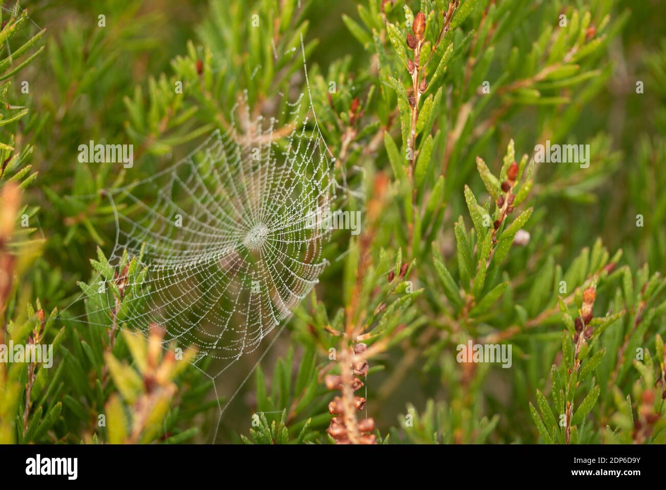 Attractively symmetrical spider's web on green foliage Stock Photo - Alamy