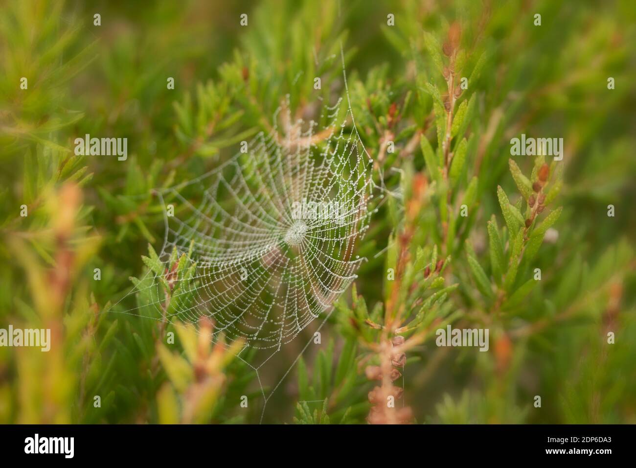 Attractively symmetrical spider's web on green foliage Stock Photo - Alamy