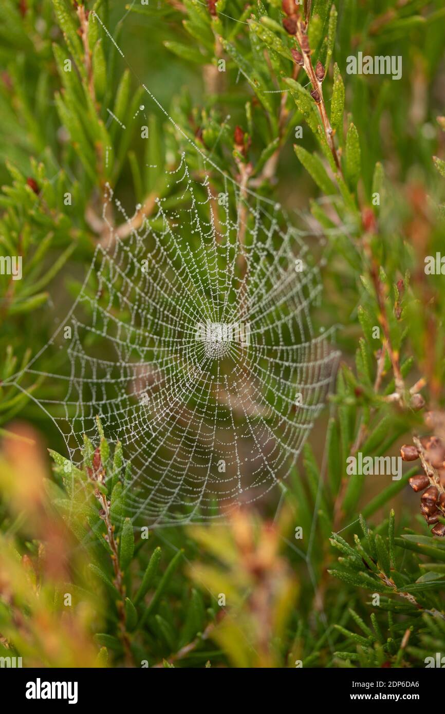 Extruded From Spiders Spinnerets High Resolution Stock Photography and ...