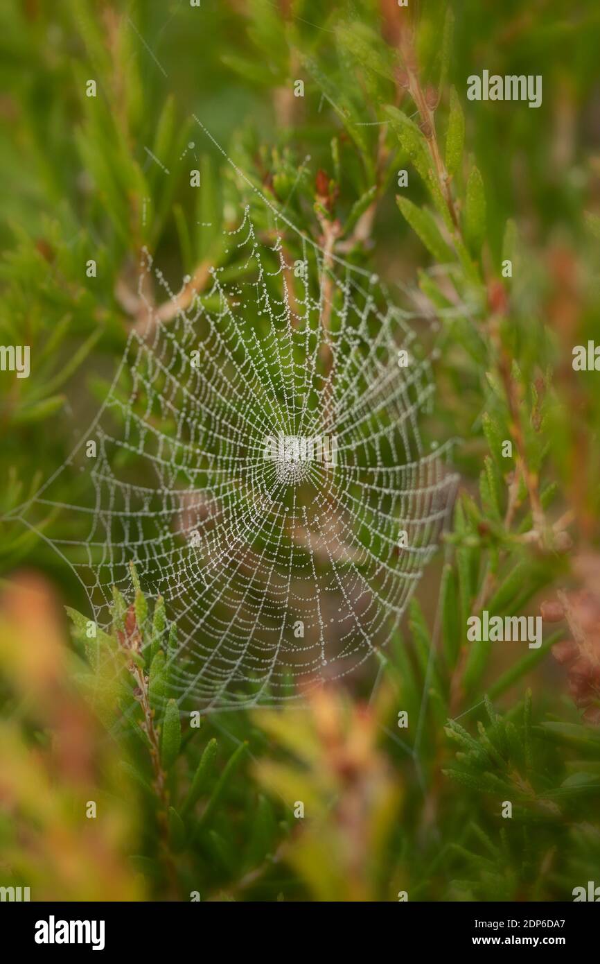 Attractively symmetrical spider's web on green foliage Stock Photo - Alamy