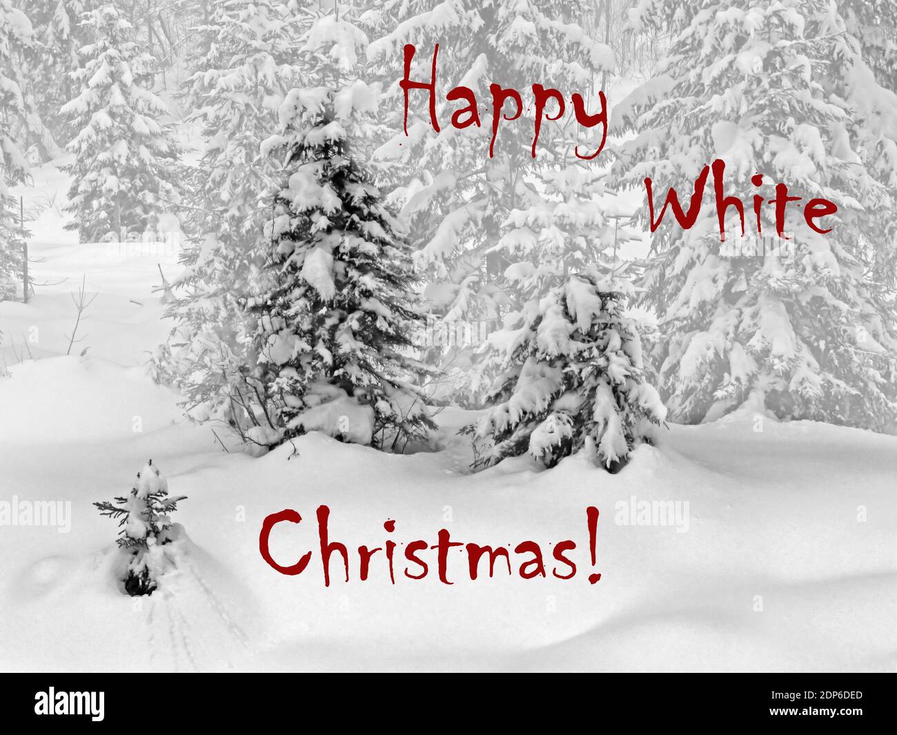 Delightful greetings congratulations celebrations white elements ...