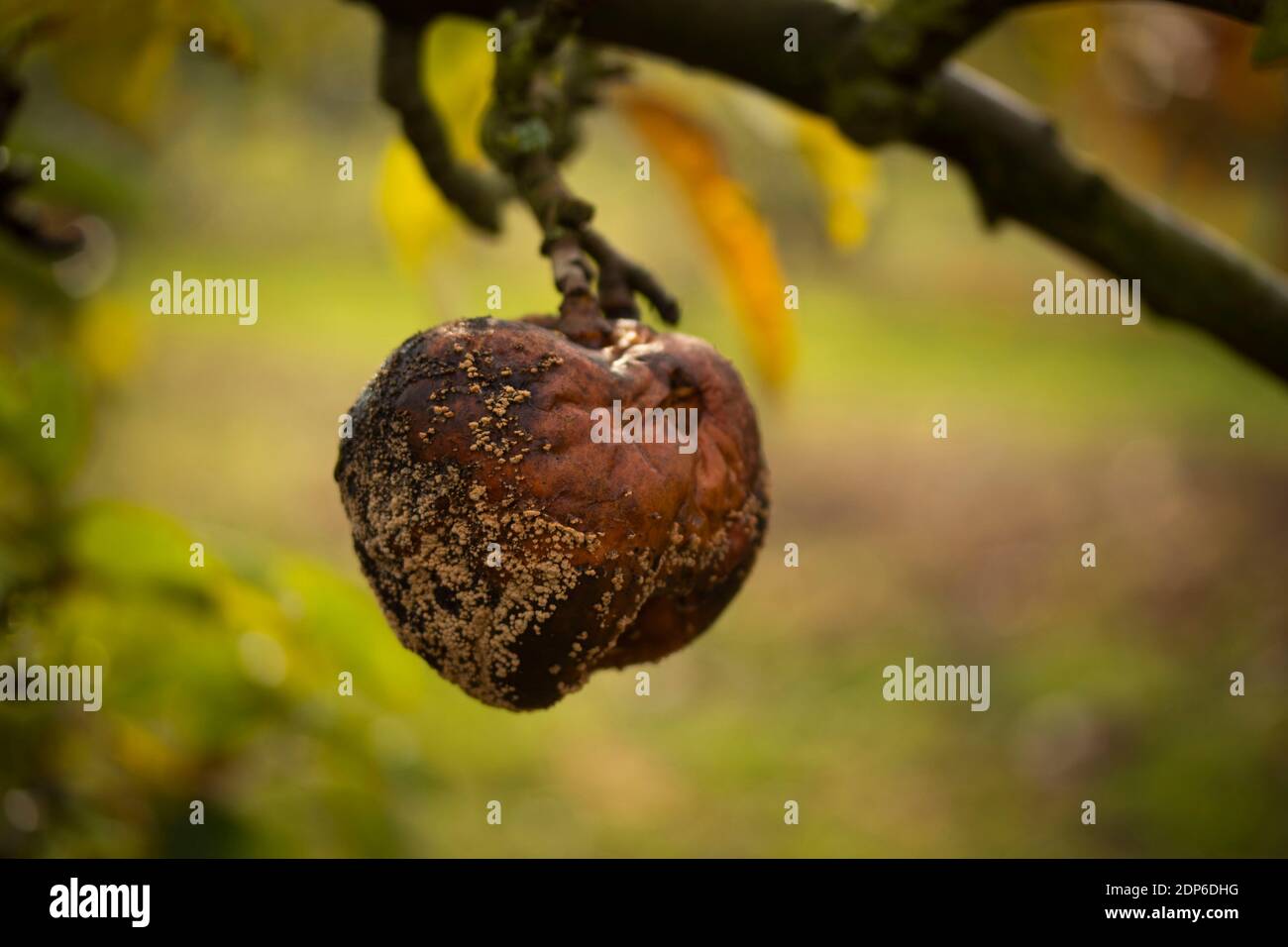 Shrivelled apple showing signs of disease yet clinging to it's branch ...