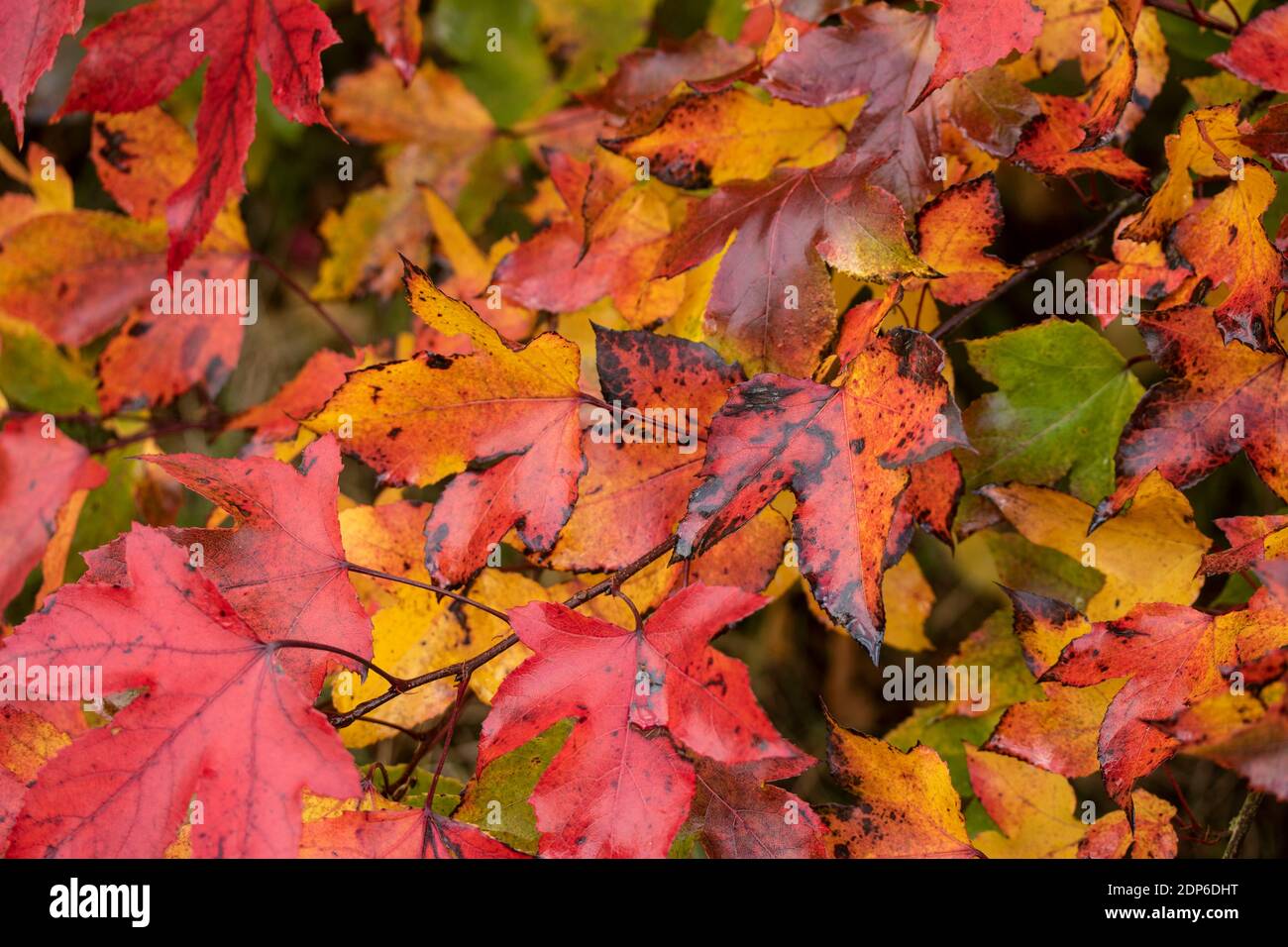 Vibrant autumn leaf colour with hues intermingled, colours and patterns ...