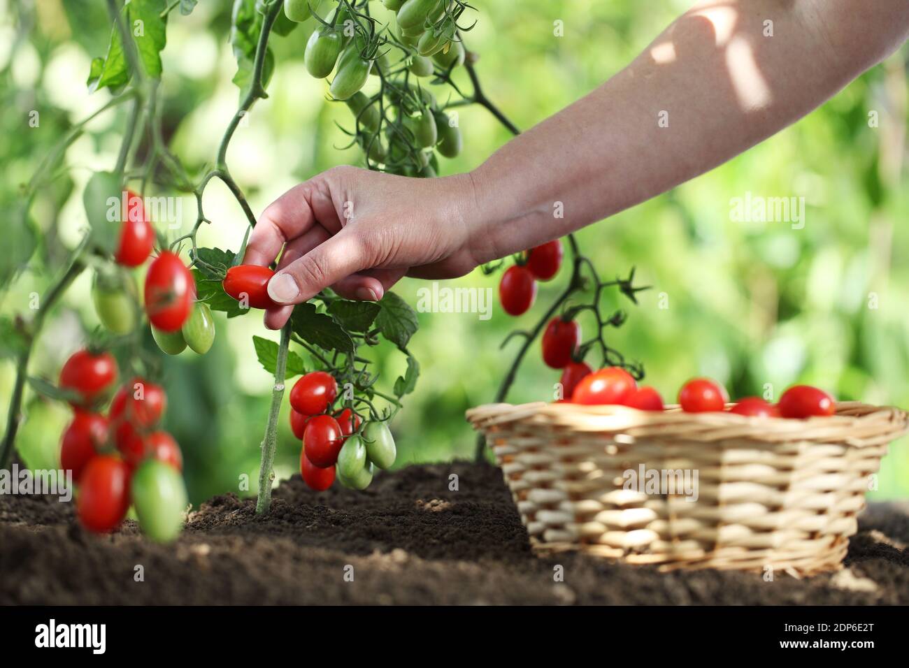work in vegetable garden hand picking fresh tomatoes cherry from plants ...