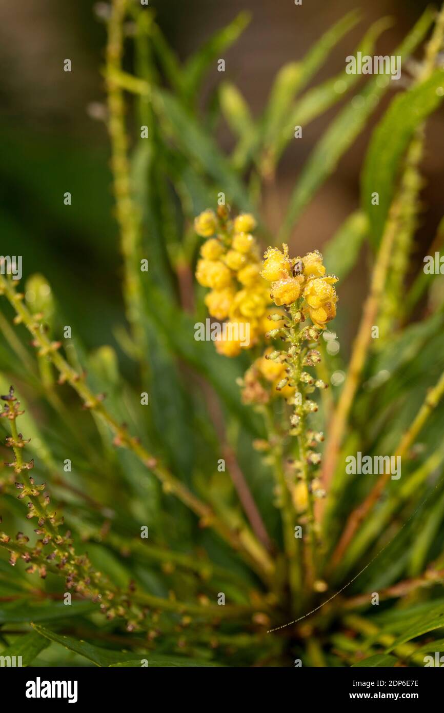 Mahonia soft caress hi-res stock photography and images - Alamy
