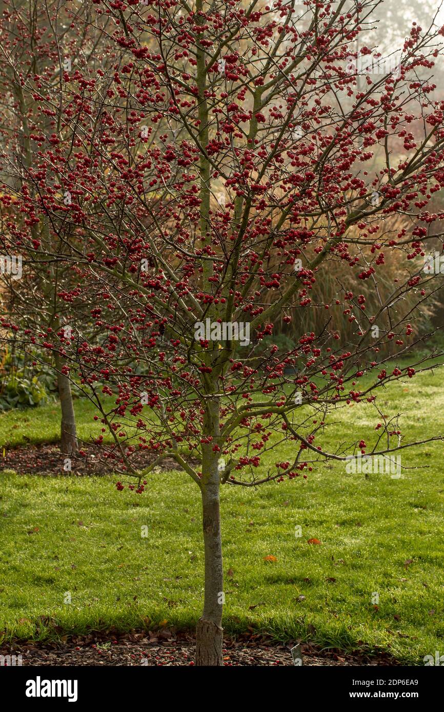 Crataegus persimilis 'prunifolia hi-res stock photography and images ...