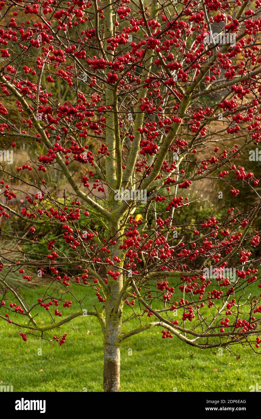 Crataegus persimilis 'Prunifolia' in autumn Stock Photo - Alamy