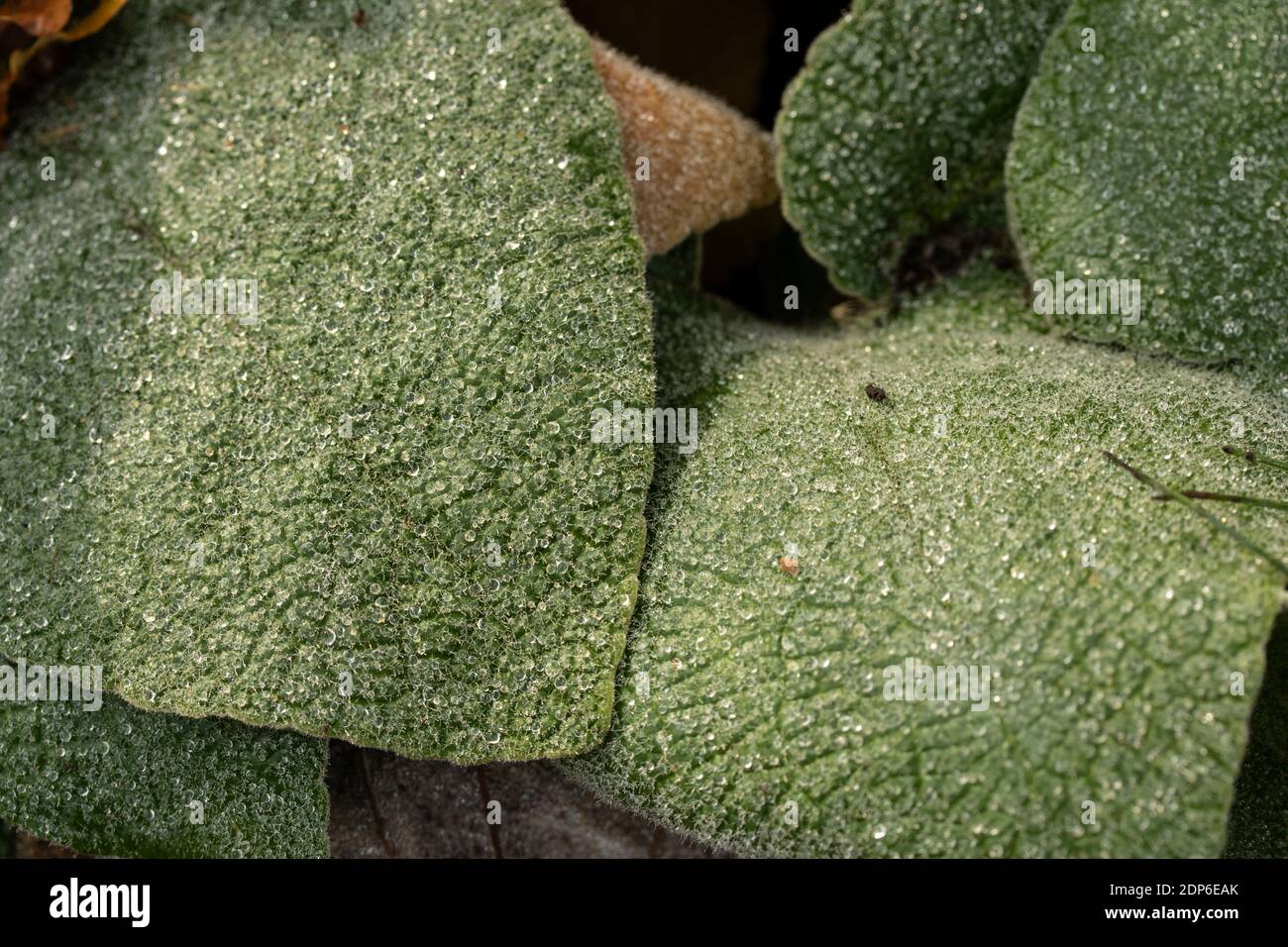 Close-up plant portrait showing patterns and textures in nature ...