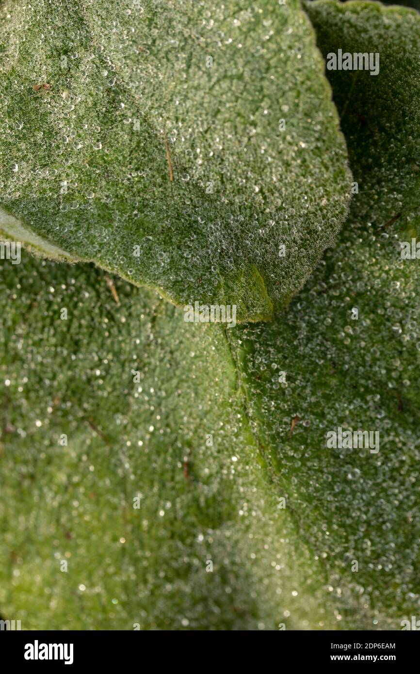 Close-up plant portrait showing patterns and textures in nature ...