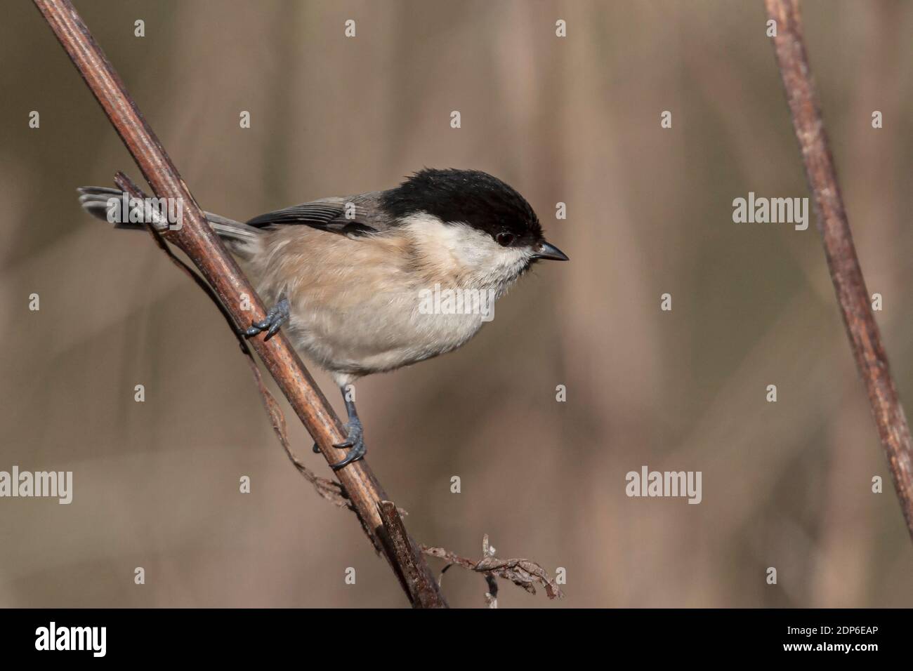 Willow Tit Parus montanus Stock Photo - Alamy