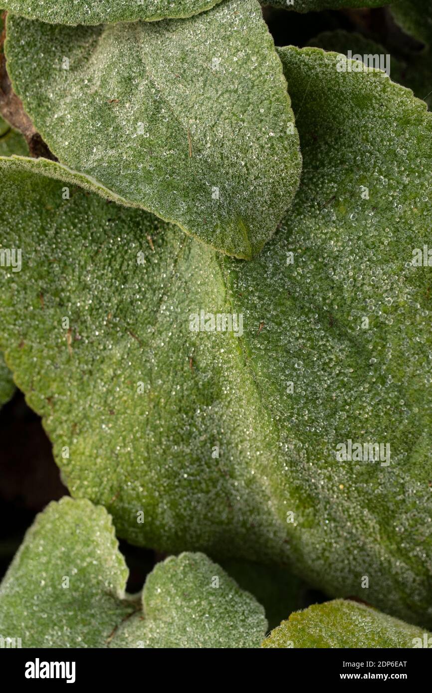 Close-up plant portrait showing patterns and textures in nature ...