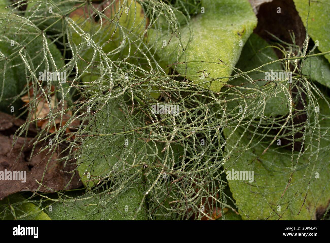 Close-up plant portrait showing patterns and textures in nature ...