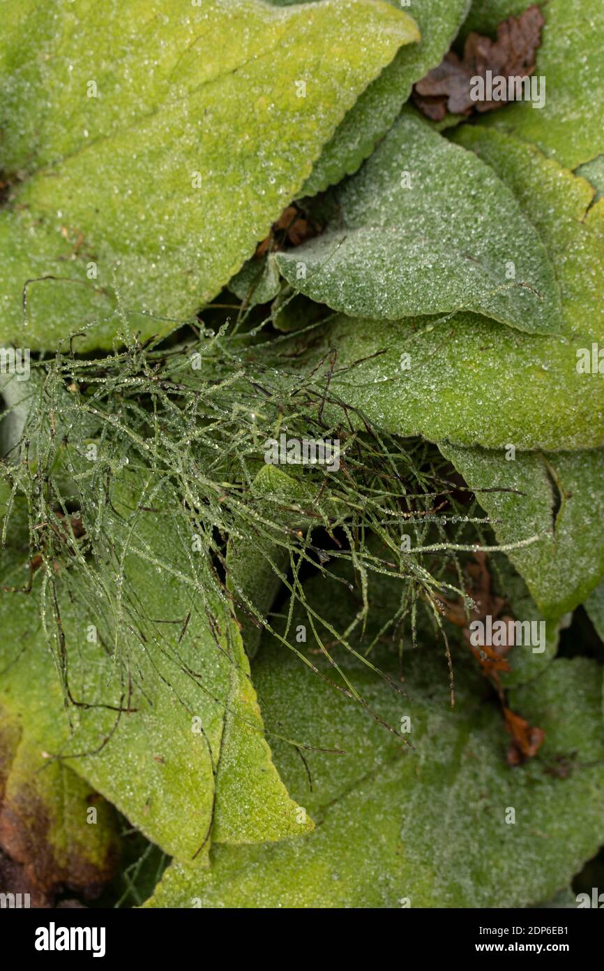 Close-up plant portrait showing patterns and textures in nature ...