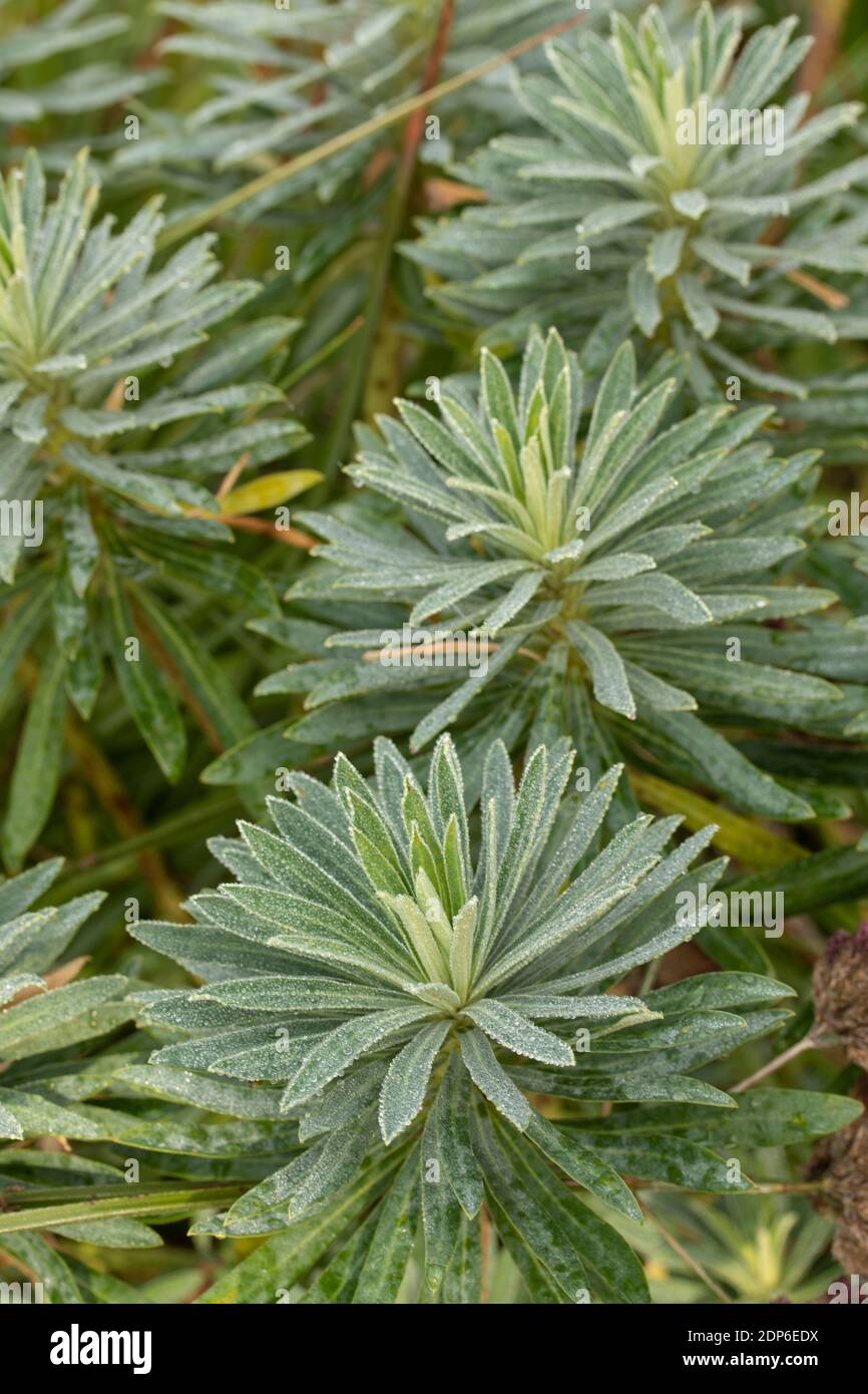 Close-up plant portrait showing patterns and textures in nature ...