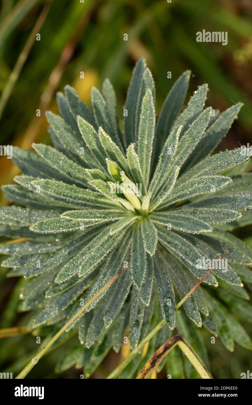 Close-up plant portrait showing patterns and textures in nature ...