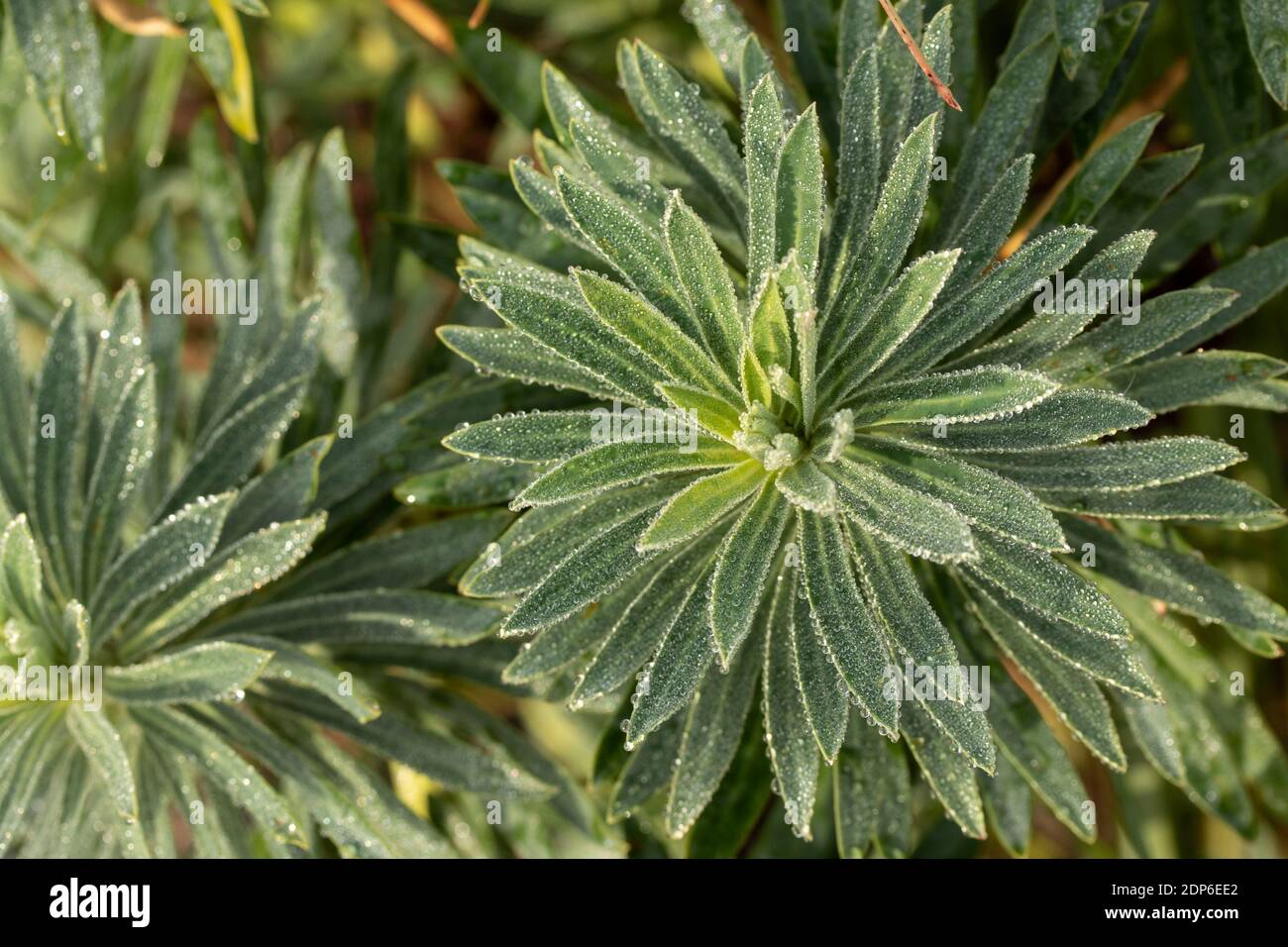 Close-up plant portrait showing patterns and textures in nature ...