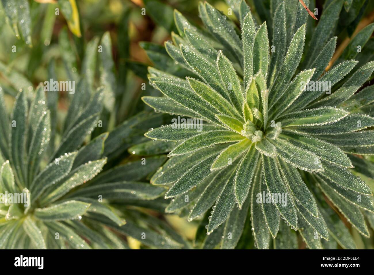 Close-up plant portrait showing patterns and textures in nature ...