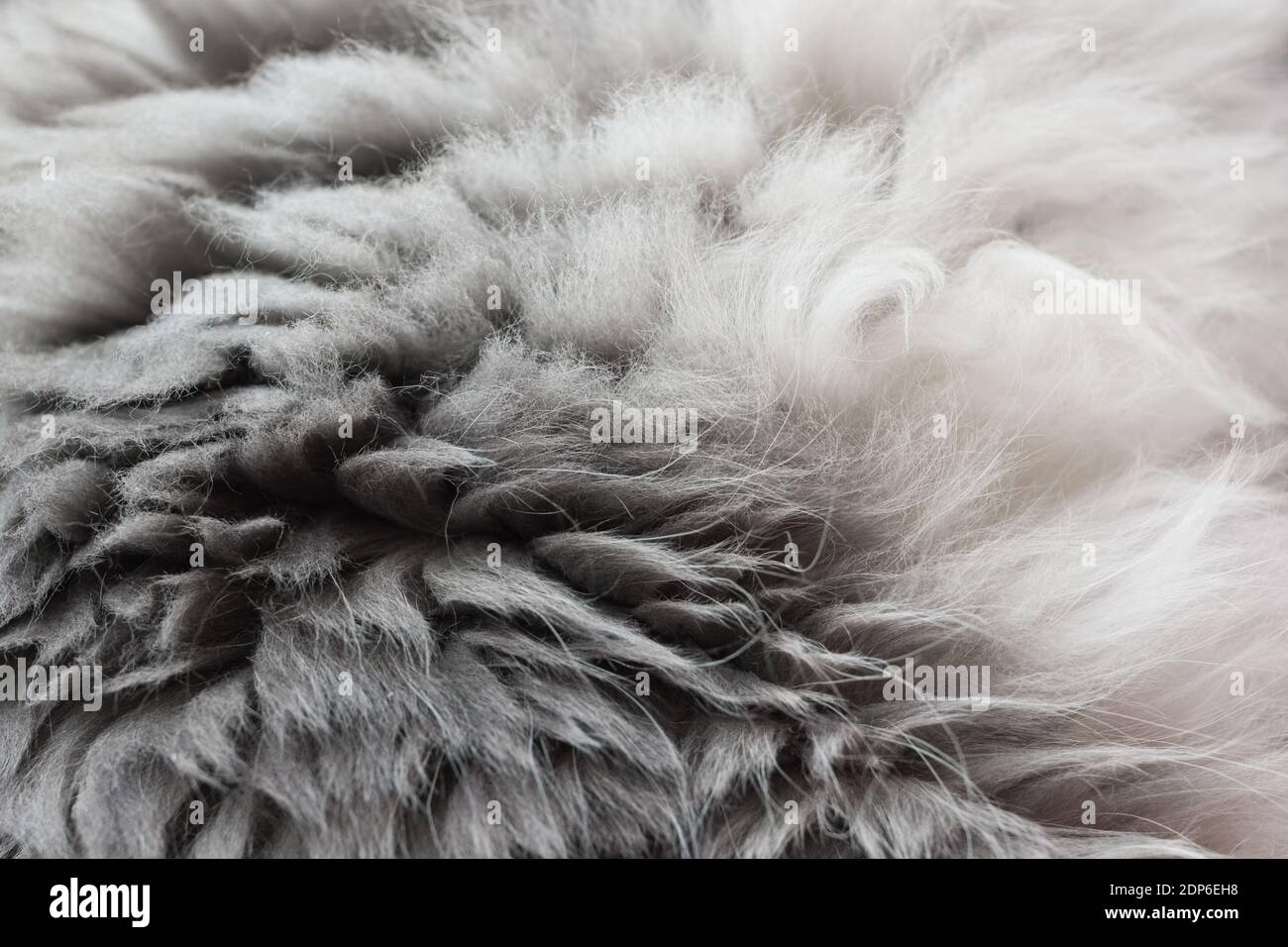 Animal wool background . Gray and white fur Stock Photo - Alamy
