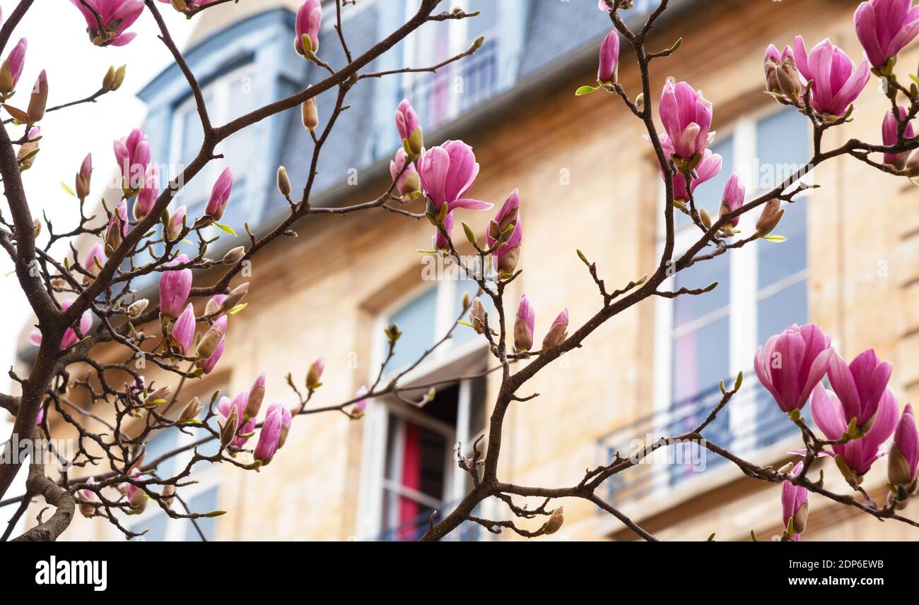 Springtime in Paris. Blossoming Magnolia tree and typical Parisian ...