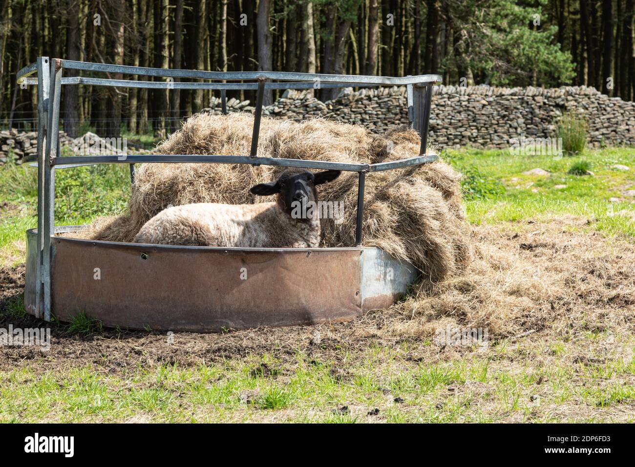 Sheep in feeding pen Stock Photo - Alamy