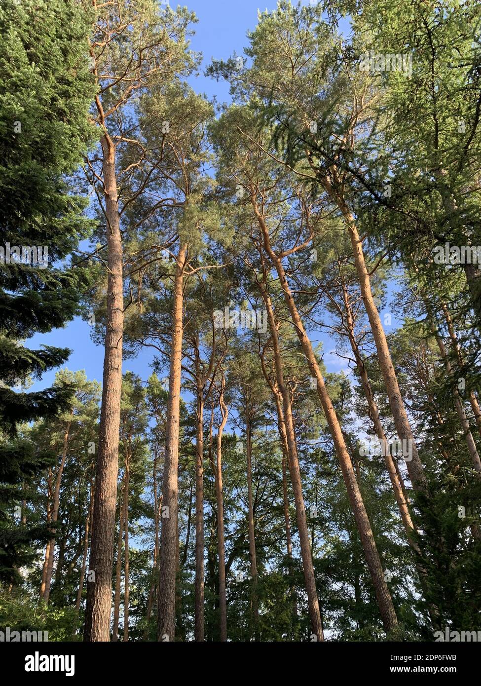 A vertical low angle shot of forest tre Stock Photo - Alamy