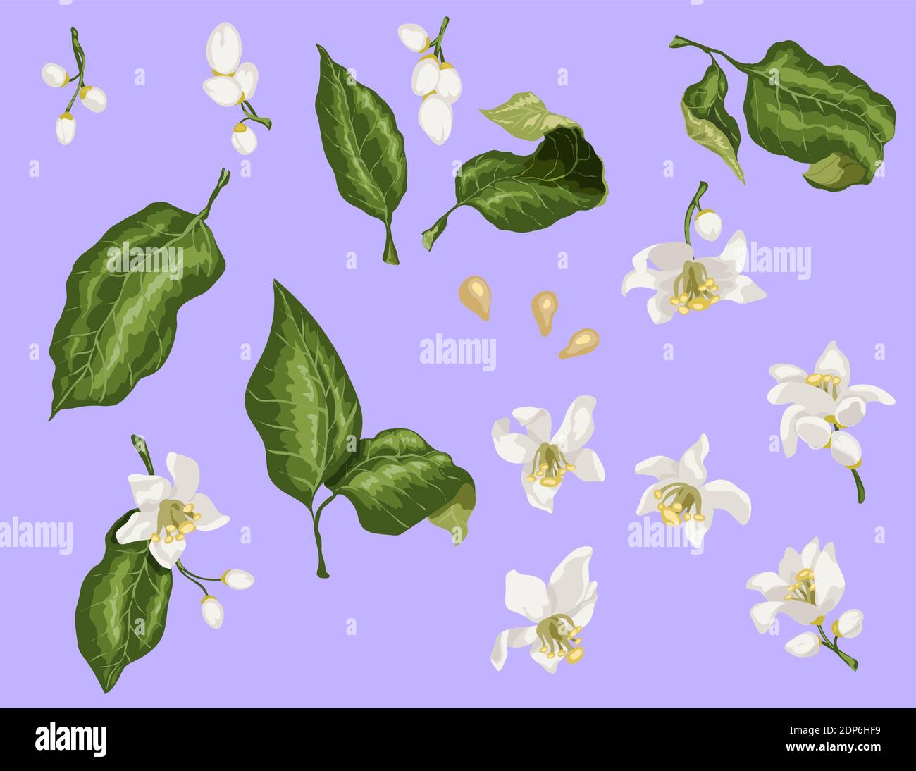 Citrus branches set with flowers and leaves. Flowers of orange, lime ...