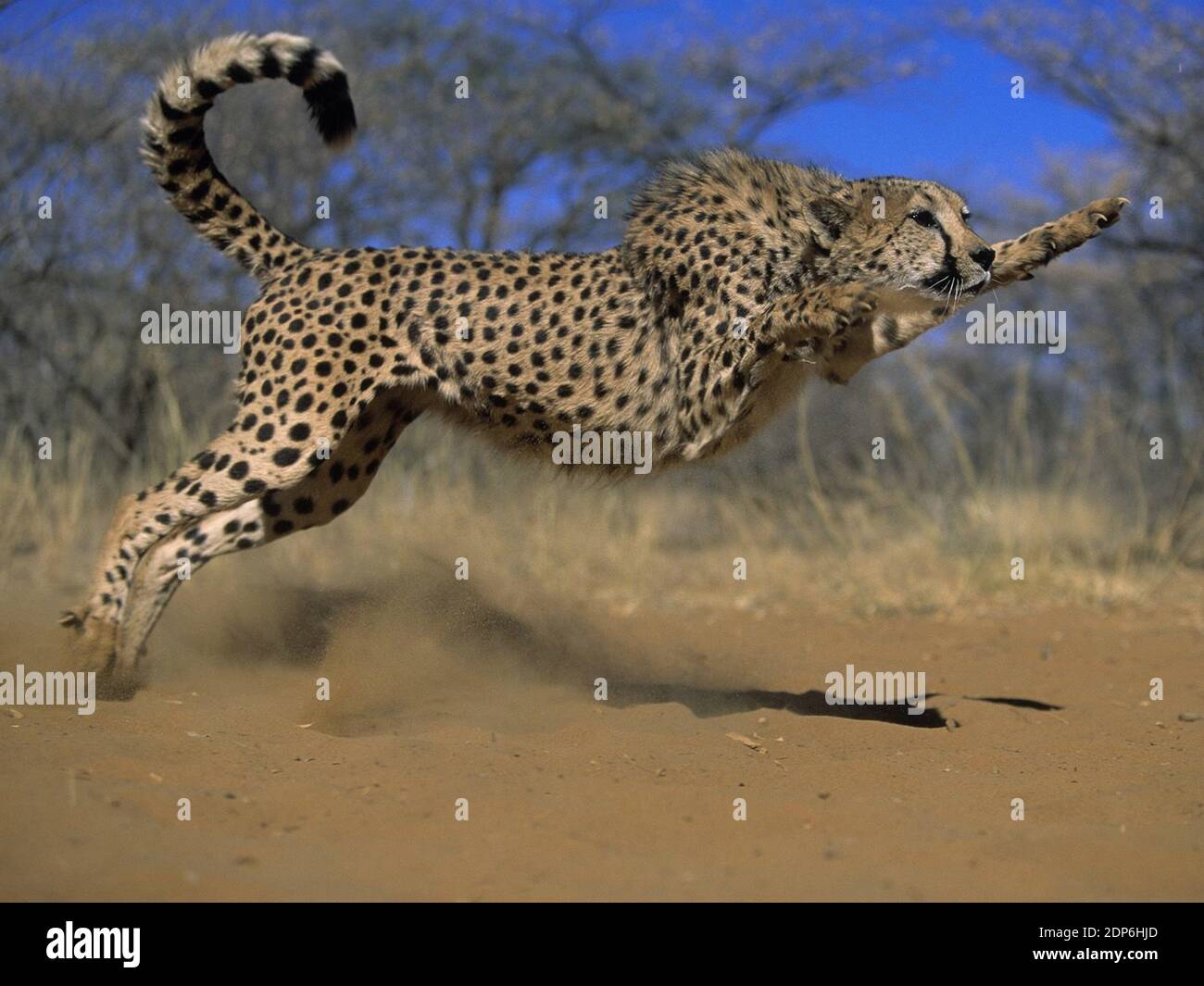 Leopard Jumping High Resolution Stock Photography and Images - Alamy