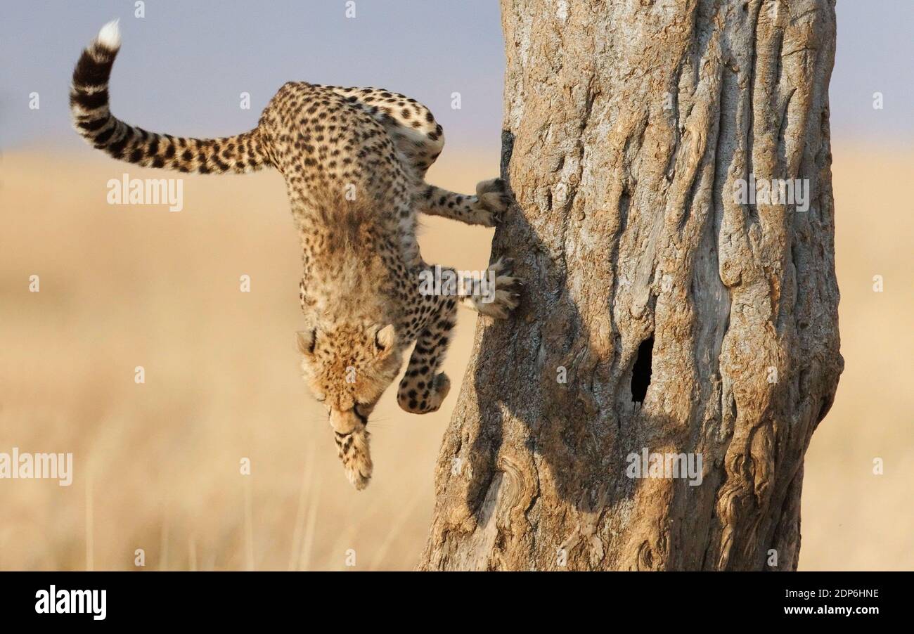 Leopard Top High Resolution Stock Photography and Images - Alamy