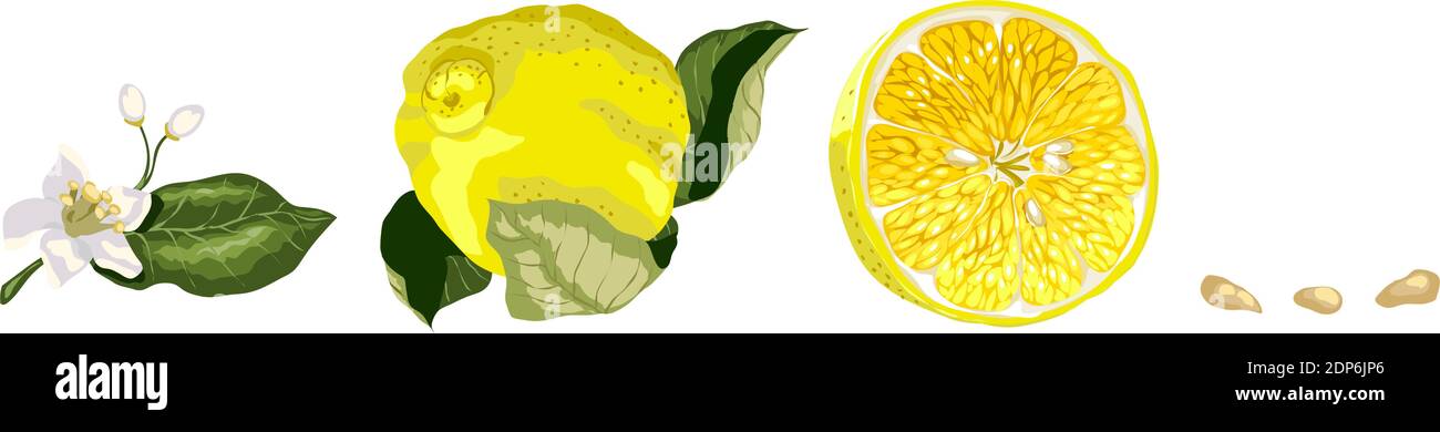 Set with Lemon tree parts such as citrus flower, a fruit, a half of a ...
