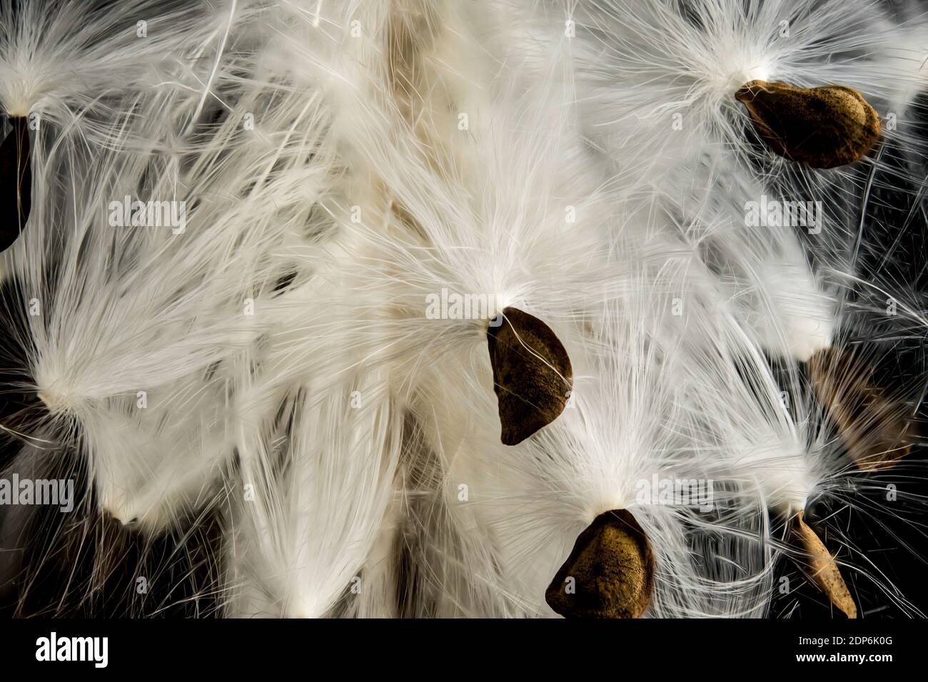 Close up of seed of Asclepias tuberosa Stock Photo - Alamy