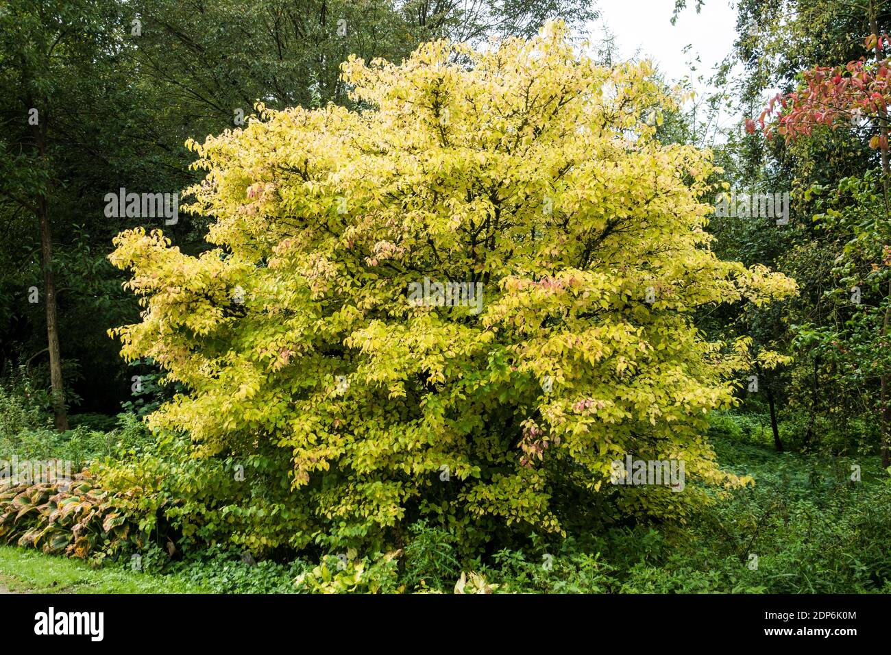 Autumn colors of Cornus sanguinea 'Midwinter Fire' Stock Photo - Alamy