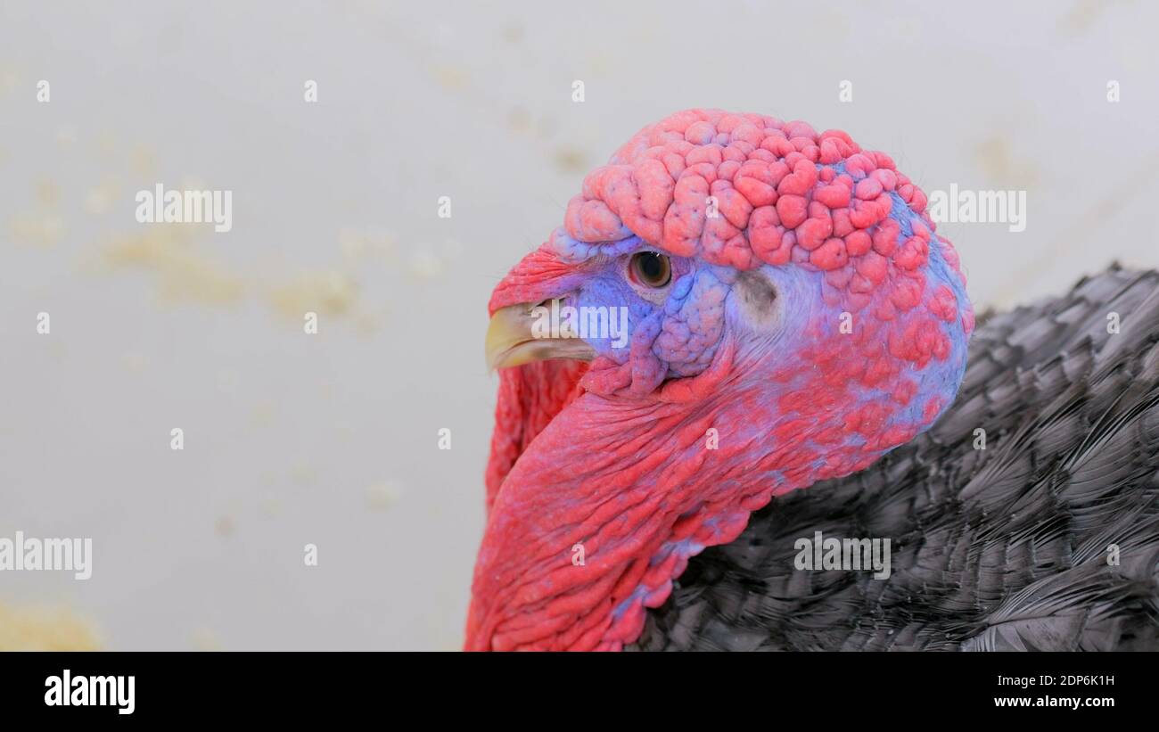 Wild turkey hen beard hi-res stock photography and images - Alamy
