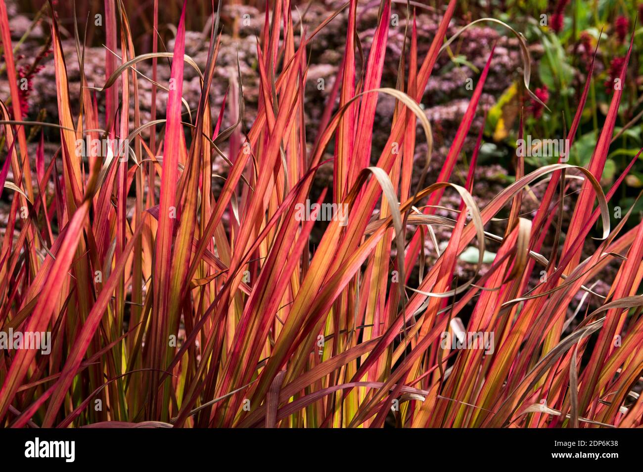Imperata cylindrica 'Red Baron' Stock Photo - Alamy