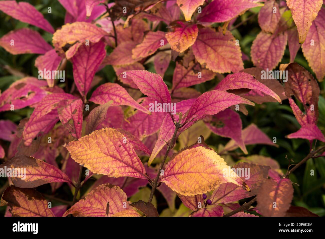 Callicarpa species hi-res stock photography and images - Alamy