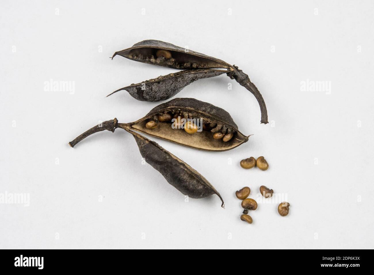 Seeds and seedpods of Baptisia Stock Photo - Alamy