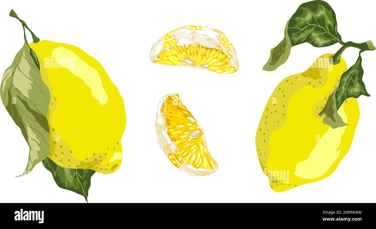 Set with 2 lemon fruits and 2 slices of a lemon made in one designed ...