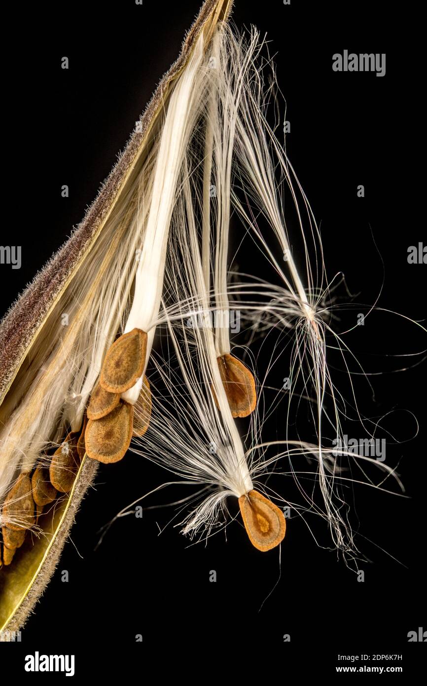 Milkweed seed fluff hi-res stock photography and images - Alamy