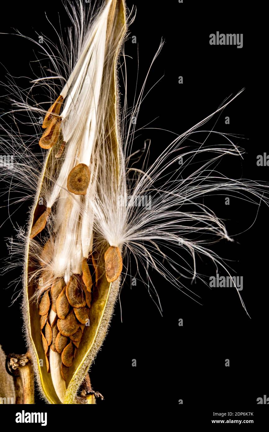 Seeds and seed fluffs of milkweed Stock Photo - Alamy