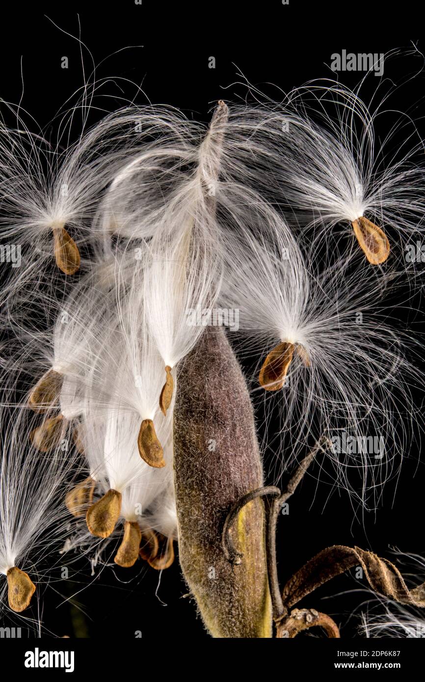 Milkweed seed fluff hi-res stock photography and images - Alamy