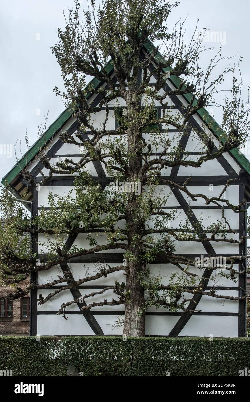Pear tree in front of a house Stock Photo - Alamy