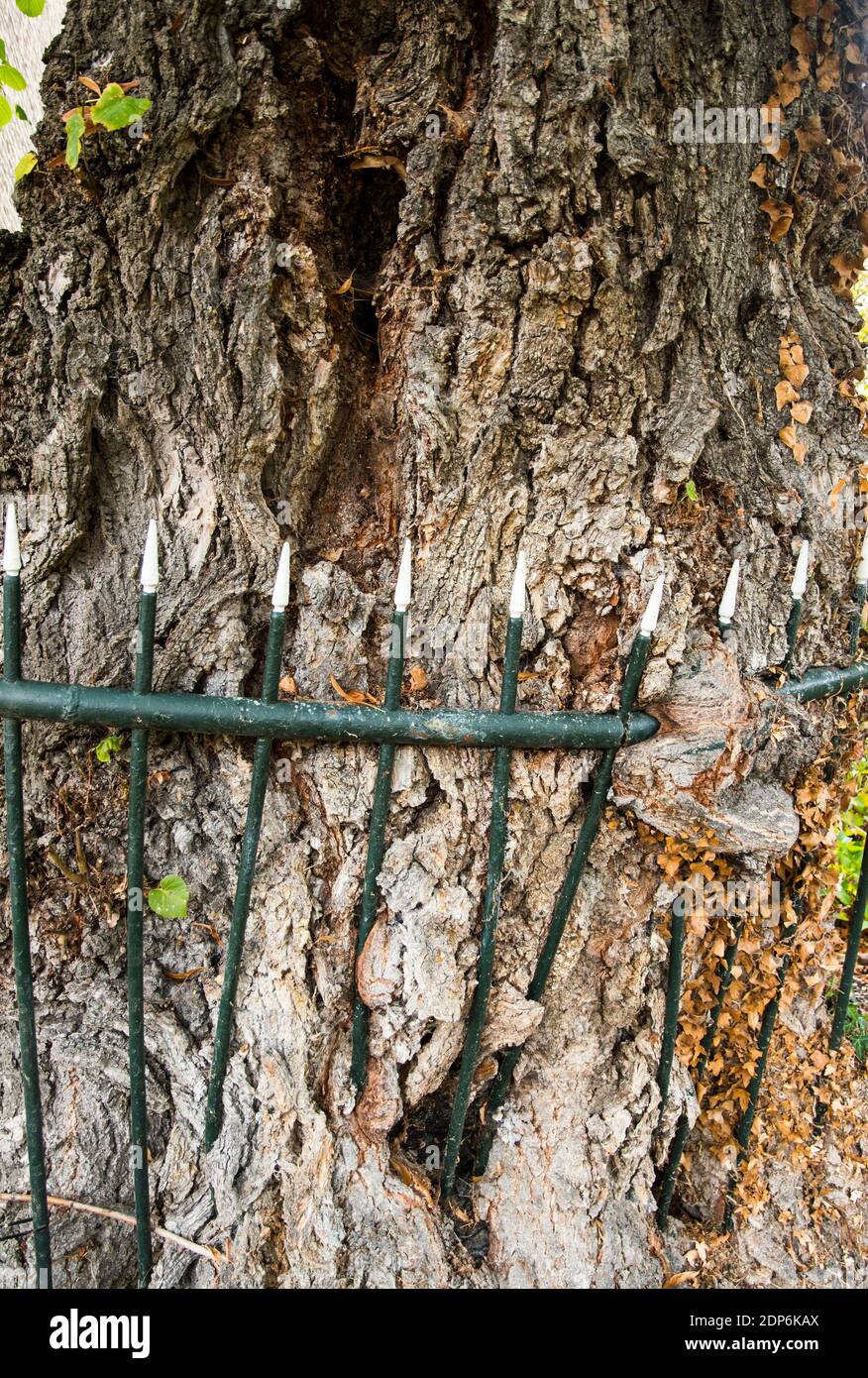 Fence grown in a tree Stock Photo - Alamy