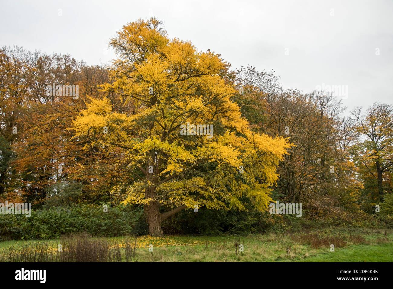 Maidenhair color hi-res stock photography and images - Alamy