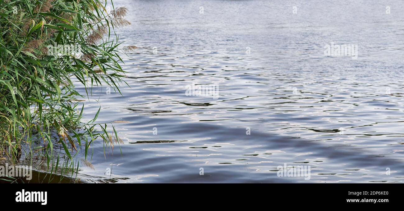 green reeds over the water surface of the river with waves close-up of ...