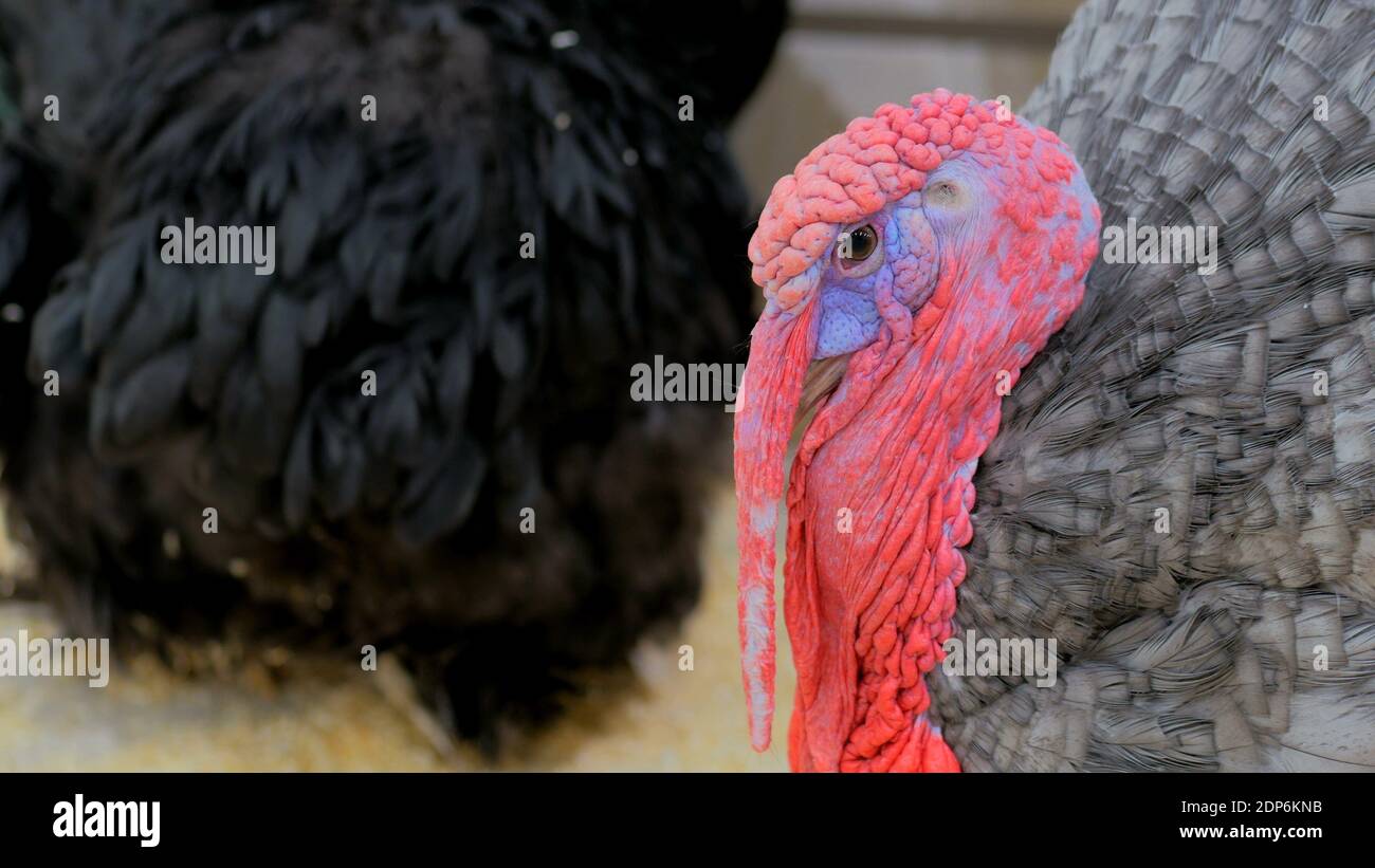 Wild turkey hen beard hi-res stock photography and images - Alamy