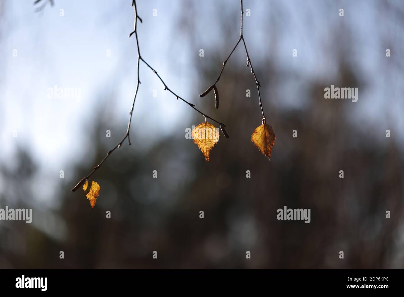 Yellow birch leaves sway in the wind Stock Photo - Alamy